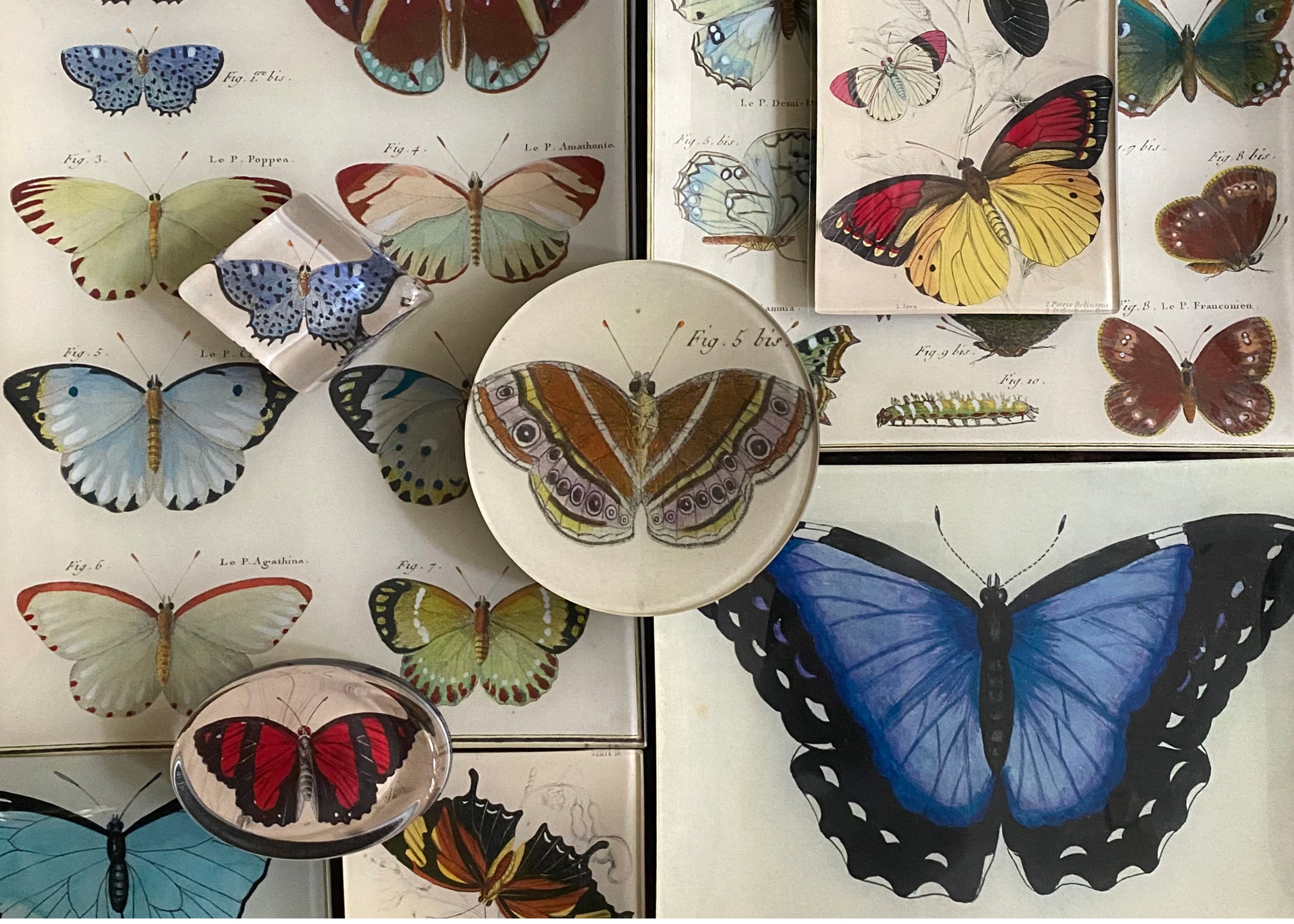 Butterflies — John Derian Company Inc