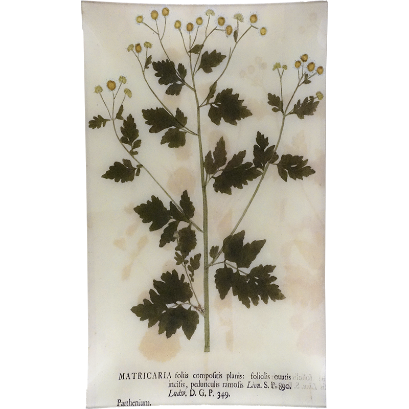 Matricaria