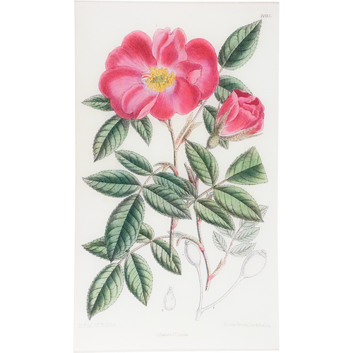 Rosa Incarnata (William Curtis Botanicals)