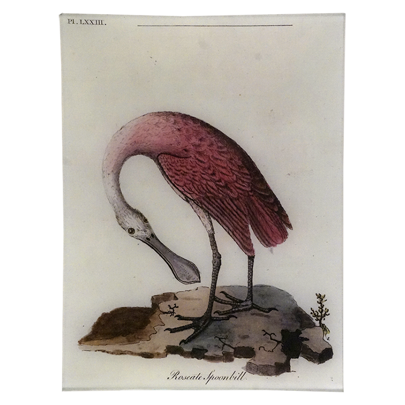 Roseate Spoonbill