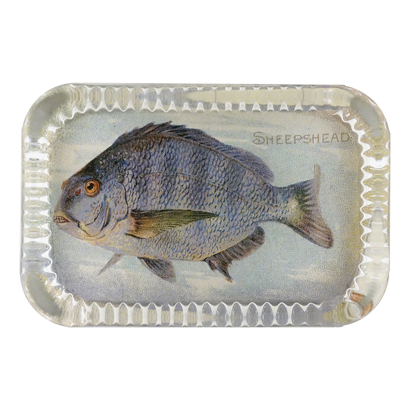 Sheepshead (Fish)