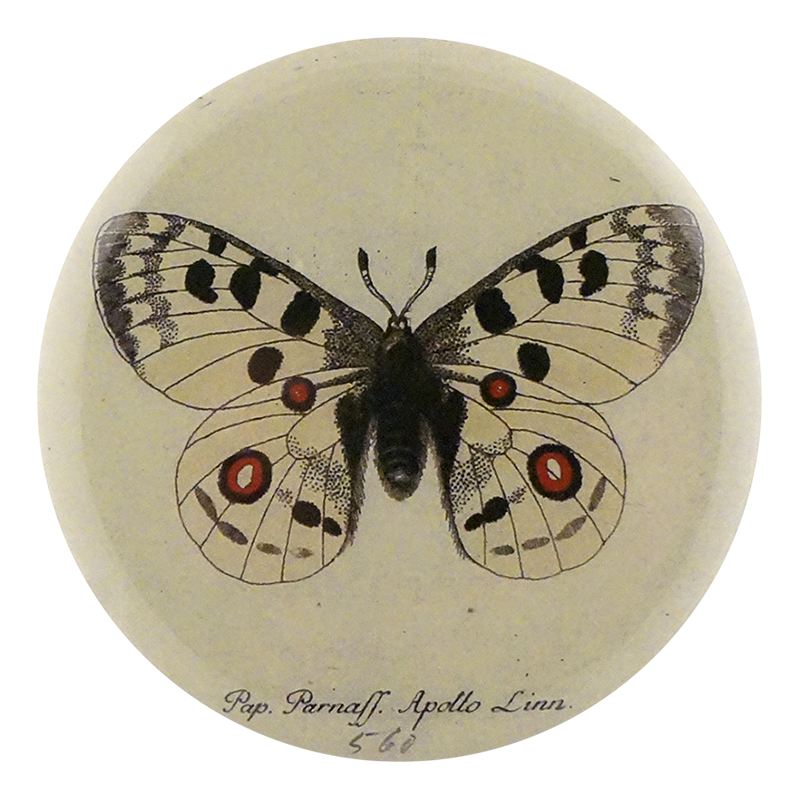 Apollo Butterfly