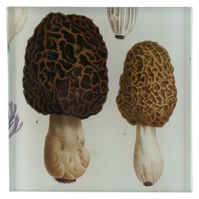 Morel
