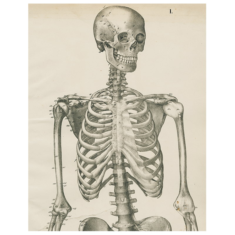 Skeleton, Front View (p 217)