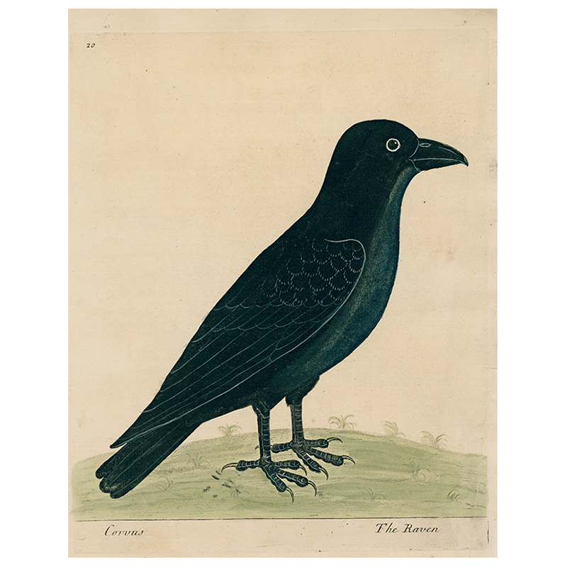 #8-Raven (Right) (p 229)