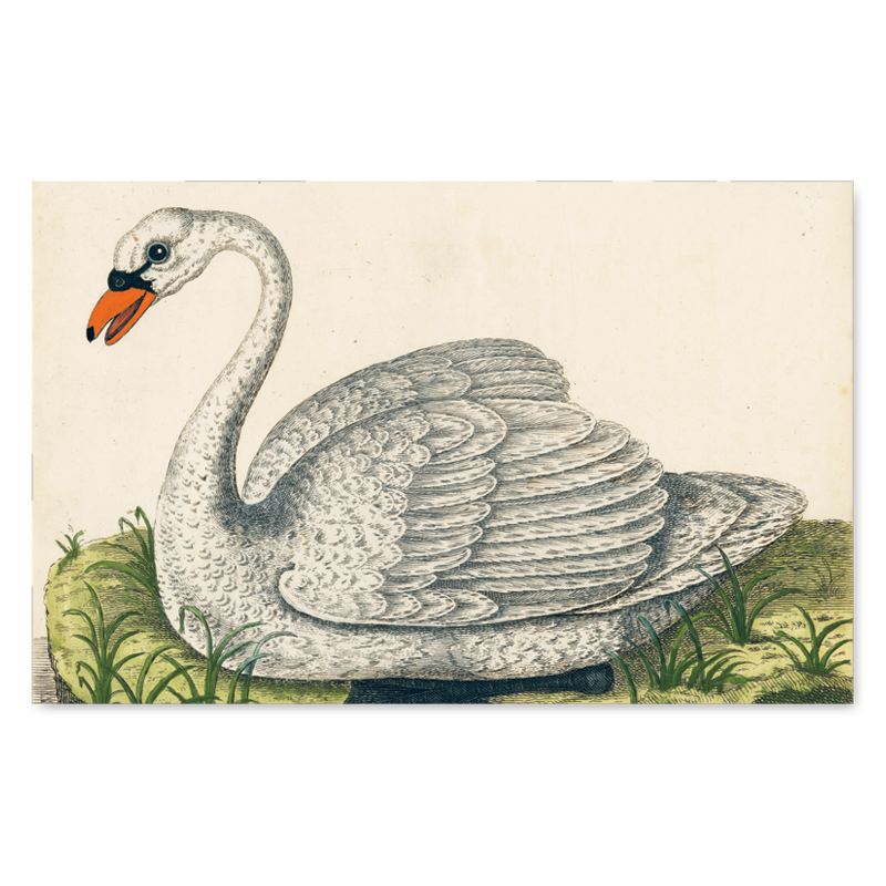 John Derian Picture Book