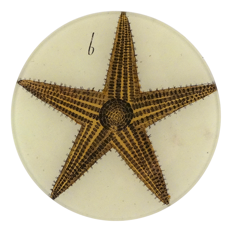 Starfish