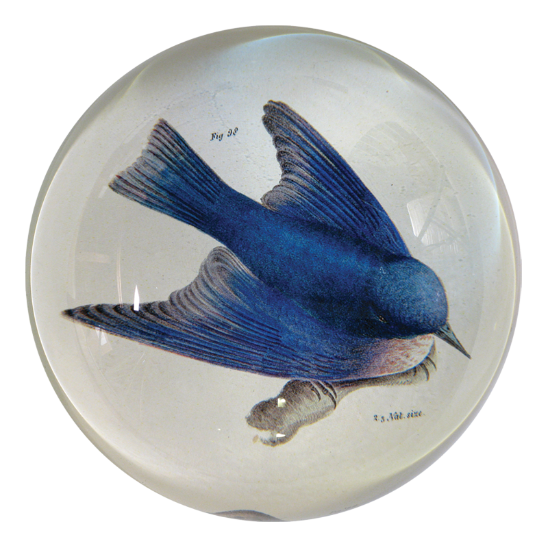 Pudgy (Bluebird)