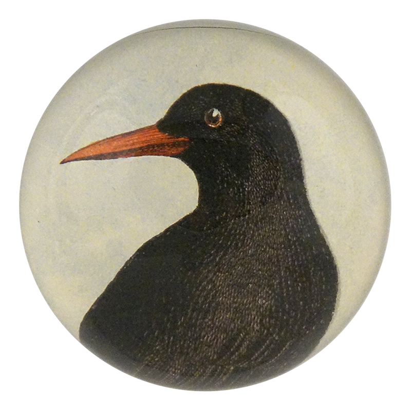 Red-Billed Chough