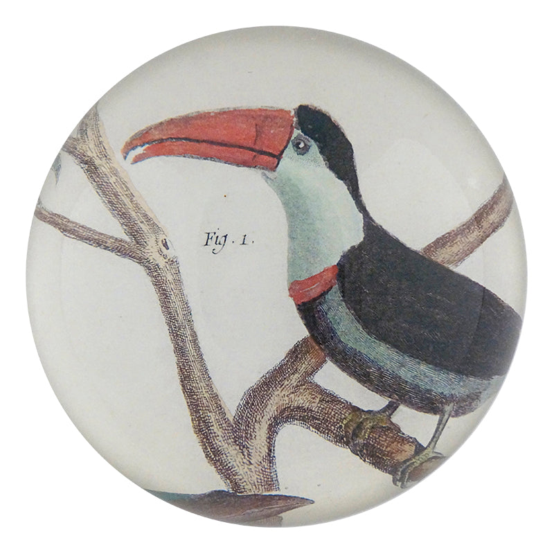 Toucan — John Derian Company Inc