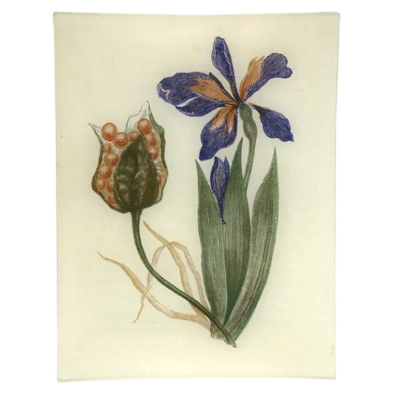 Stinking Iris