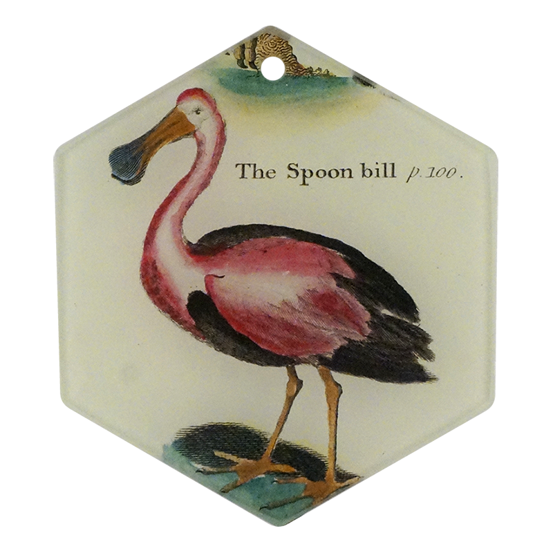 Spoonbill