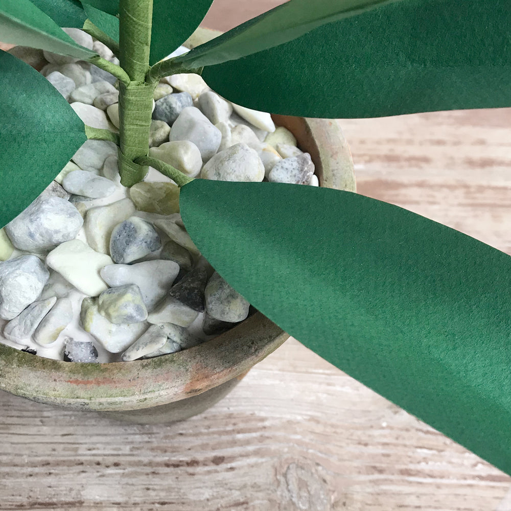 The Green Vase Potted Allium