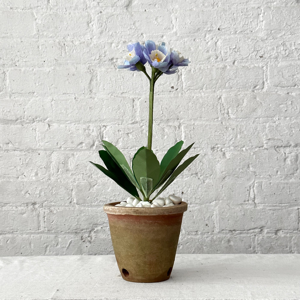 The Green Vase Potted Primula Plant