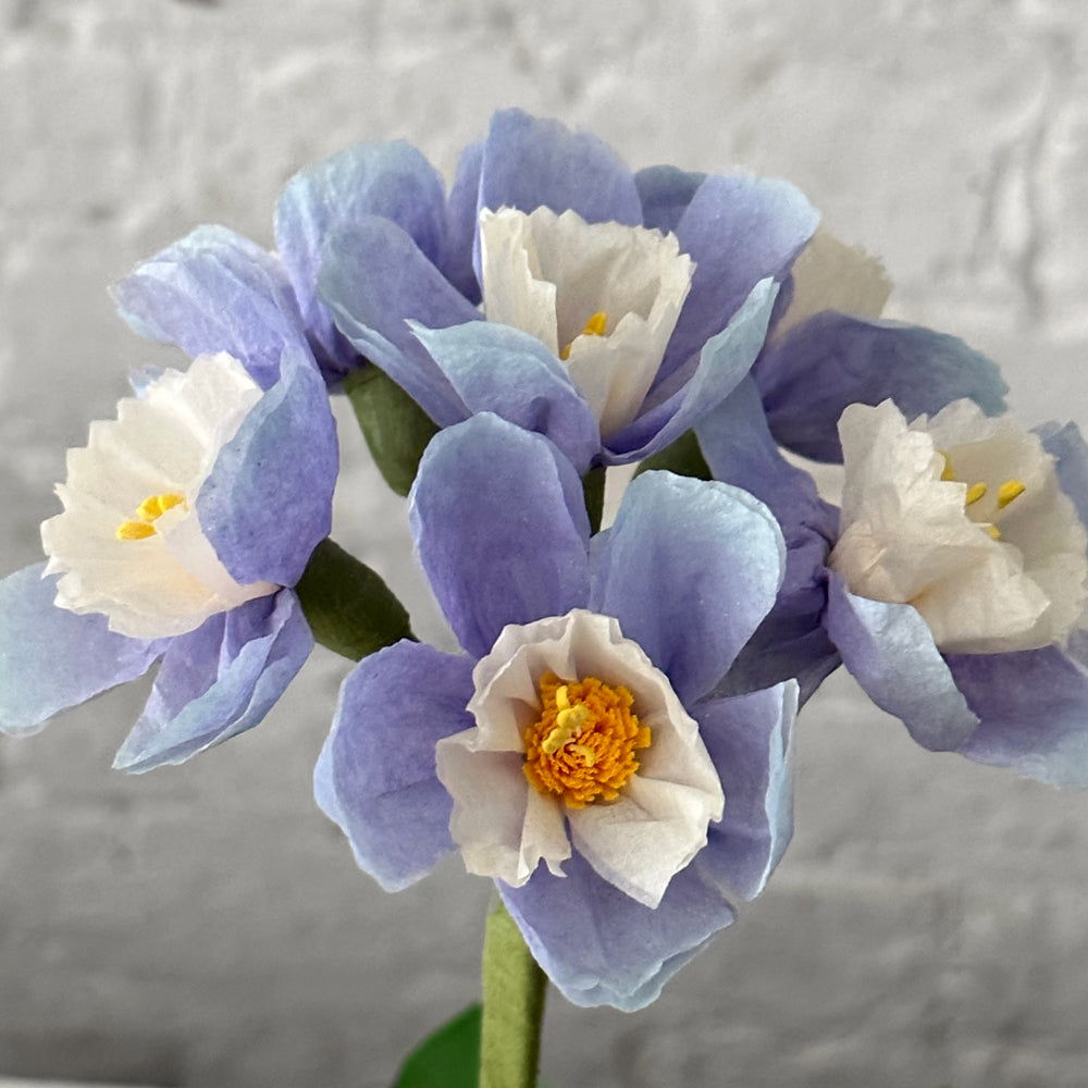 The Green Vase Potted Primula Plant