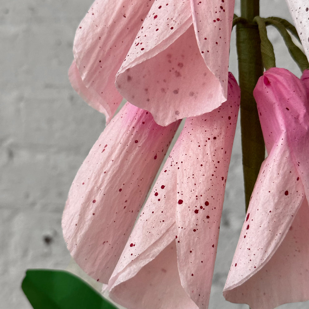 The Green Vase Potted Foxglove Plant