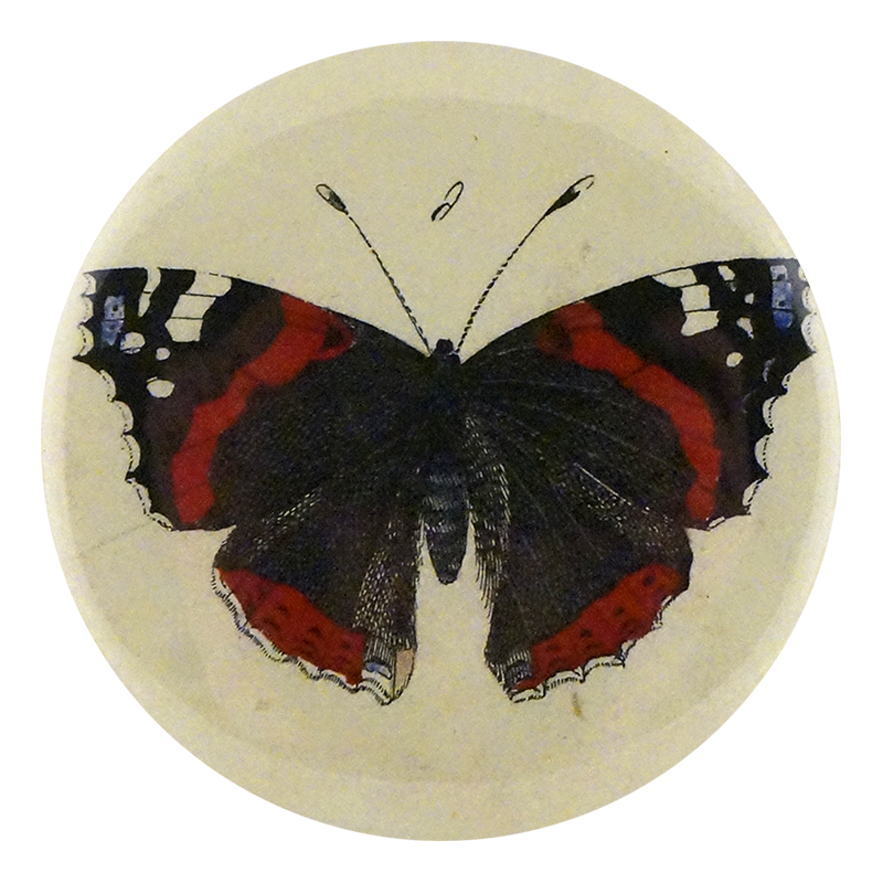 Red Admiral Butterfly