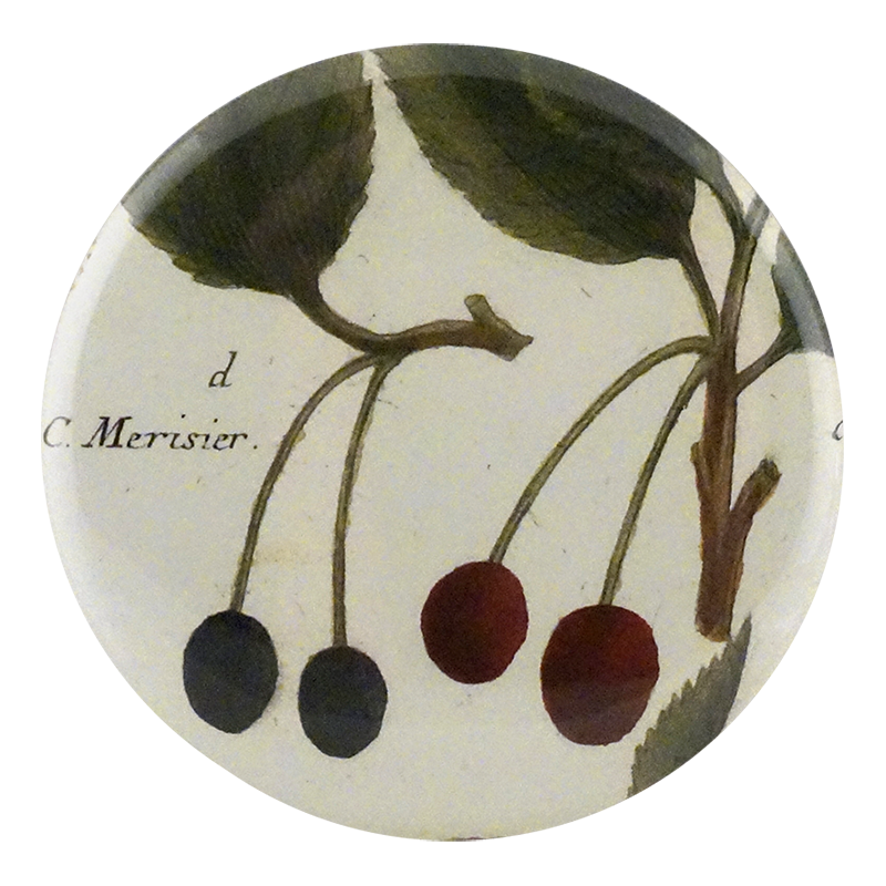 an C. Bigarella