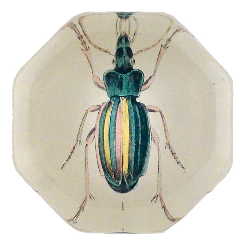 Carabus Auratus