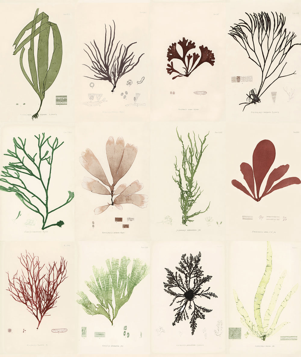 Sea Plants