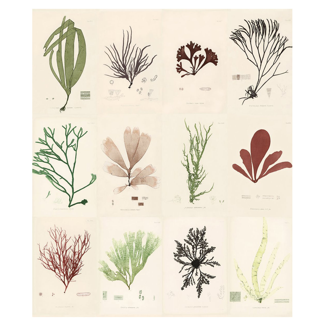 Sea Plants Pictures With Names