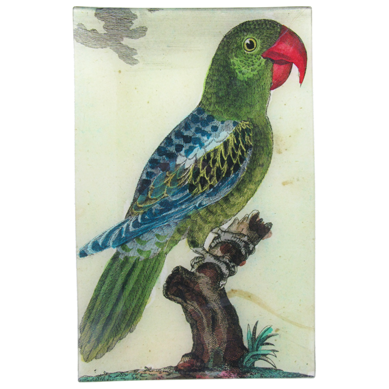 Parrot #7 - Green